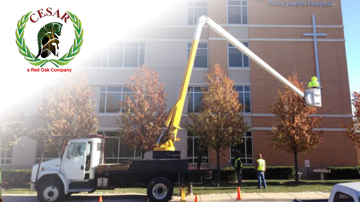 Cesar Tree Service – Tree Removal & Tree Care in McHenry County, IL